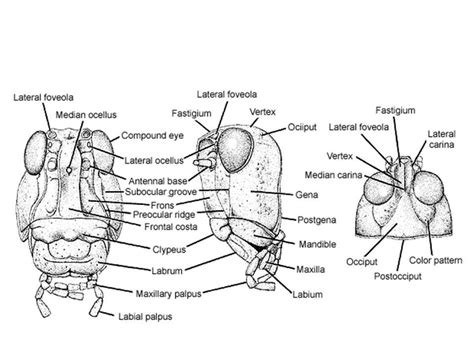 Understanding The Anatomy Of A Grasshopper Labeled Diagram Revealed