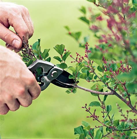 What To Prune When In Your Garden For The Healthiest Plants Possible Artofit