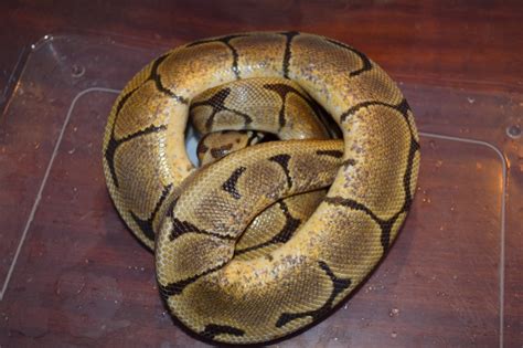 Python Regius Spider