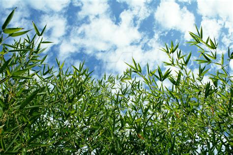 Bamboo Sky By Angryredhead On Deviantart