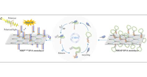 Self Assembly Of Multivalent Aptamer Tethered Dna Monolayers Dedicated To A Fluorescence