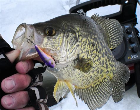 Salmo - Slabs on the Salmo Chubby Darter! Chad Peterson...