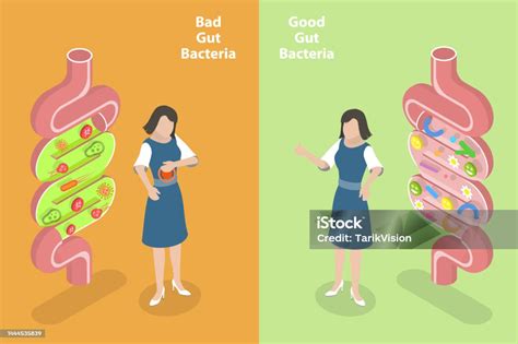 3d 아이소메트릭 플랫 벡터 좋은 장내 세균과 나쁜 장내 세균의 개념적 그림 창자에 대한 스톡 벡터 아트 및 기타 이미지 창자 건강한 생활방식 건강관리와 의술