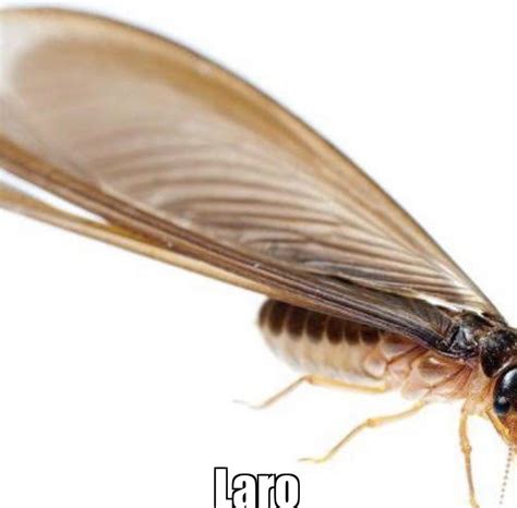 Laro : r/indonesia