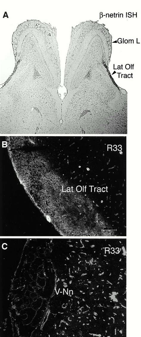 β Netrin Is Expressed In The Adult Rat Olfactory Bulb A Heavy In Download Scientific Diagram