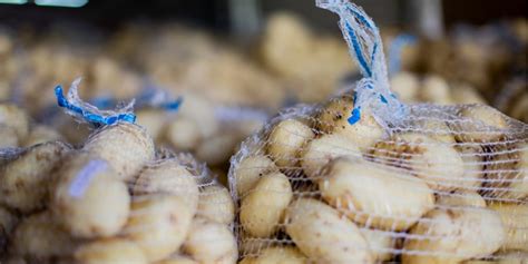 Правильне зберігання картоплі на кухні поради від експерта — як зберігати картоплю вдома Nv