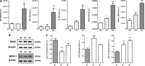 Effect Of Crispr Cas9n Editing Of Mir 17 Gene In Thyroid Cell Download Scientific Diagram