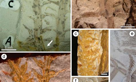 Scientists Unearth 300 Million Year Old Fossils In Brazil Revealing