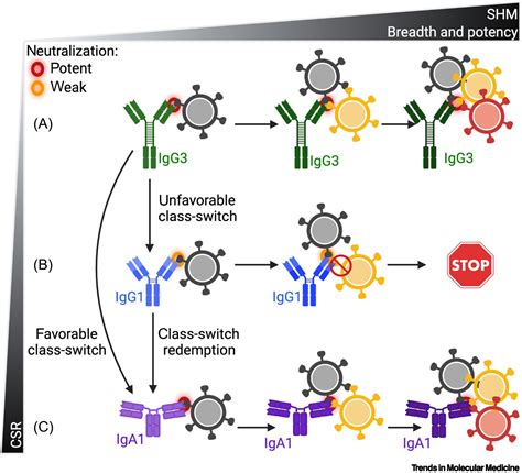 Antibody Class Switching As A Strategy To Improve Hiv Neutralization Trends In Molecular Medicine