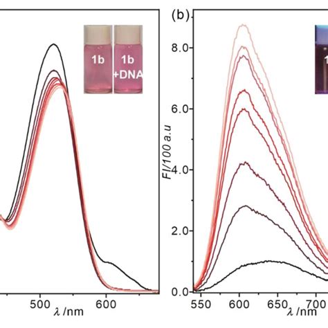 optical responses of probe 1b 10 µm toward dna 0 700 µg ml in