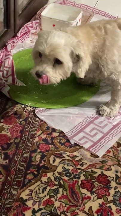 وقتی پنی غذاشو دوست نداره😆 Youtube