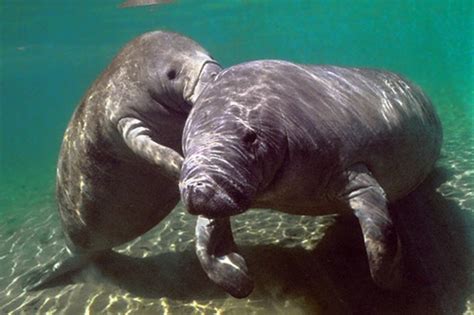 Manatee Wallpaper 64 Pictures Wallpaperset
