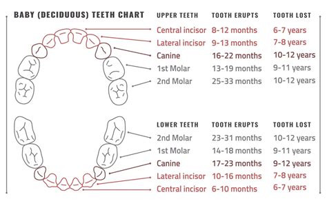 Printable Primary Teeth Chart