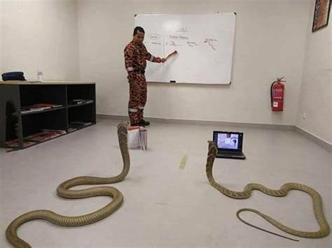 they re learning python r programmerhumor