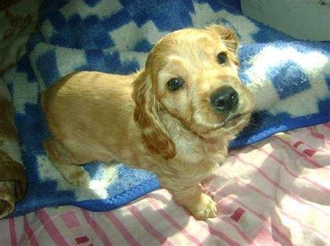 Vendo Cachorros Cocker Ingles A Precio Conversable Estan Vacunados Y Sin C En Región