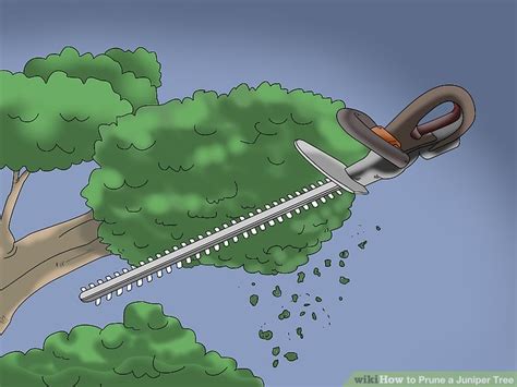 How To Prune A Juniper Tree 10 Steps With Pictures WikiHow