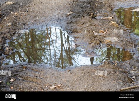 Spring Forest Reflection In Pond Stock Photo Alamy