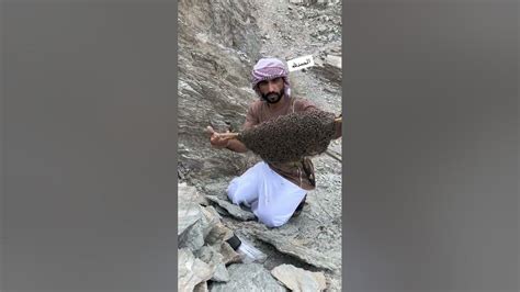 عسل النحل الصغير حصاد خلية النحل Honey Shortvideo Shorts Youtube