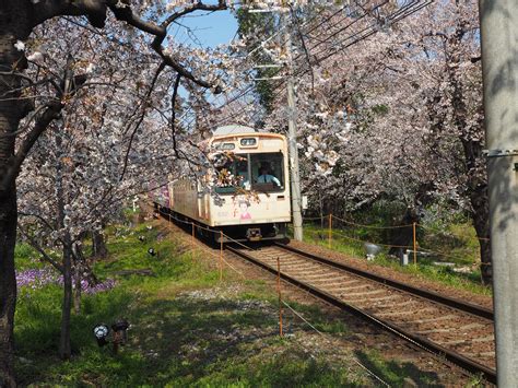 京都 嵐電 桜のトンネル おたべっち・さんぽ