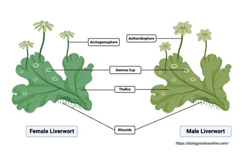 Liverwort Life Cycle Liverwort Over 432 Royalty Free Licensable Stock