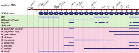 Schematic Of The Hf1 ͞ Cfh Gene The Approximate Locations Of The 11