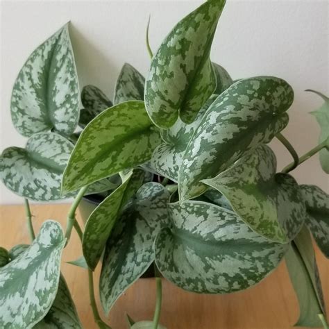 Pothos Satin Silver Interiorplants Ca