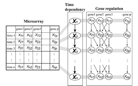 Figure 1 From Inferring Gene Networks From Time Series Microarray Data