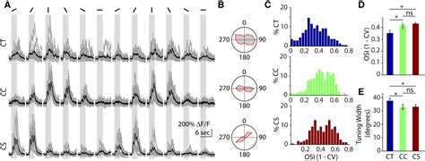 Projection Specific Visual Feature Encoding By Layer 5 Cortical Subnetworks Cell Reports