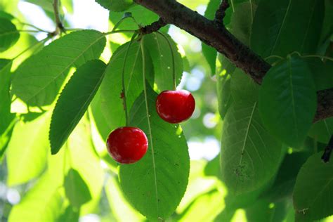 Binary Trees In C Tutorialseu
