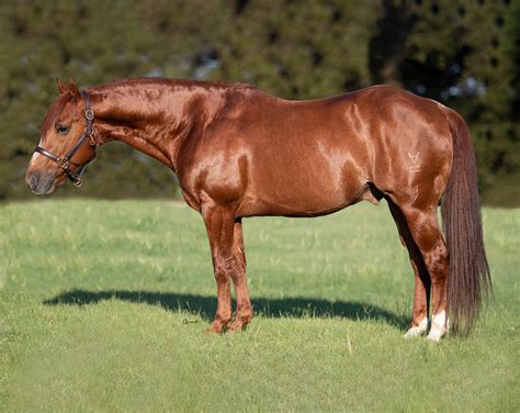 Kit Kat Sugar Xit Ranch