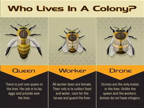 Xii Sex Determination Pdf