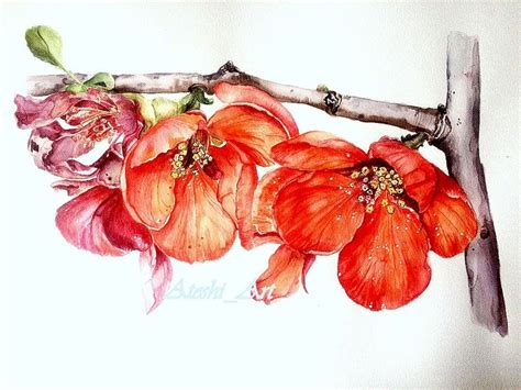 Ветка айвы айва цветы красные цветы акварель рисунок Branch of a quince ...
