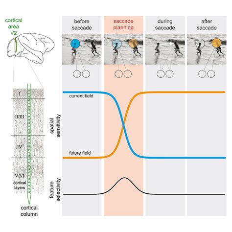 Widespread Receptive Field Remapping In Early Primate Visual Cortex Cell Reports