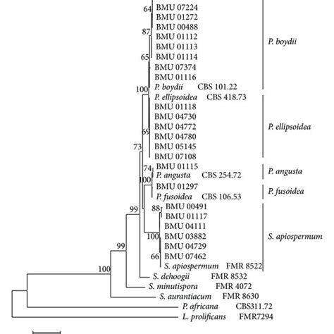 Maximum Likelihood Tree Based On Cal Sequences Bootstrap Values Of