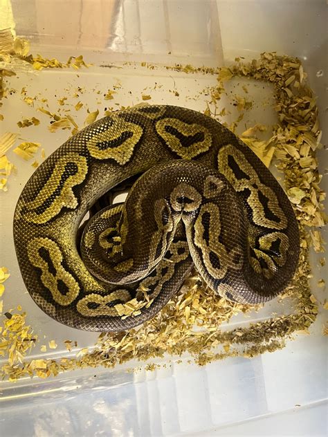 Black Pewter Ball Python By Griffey Exotics Morphmarket