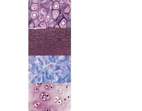 Connective Tissue Function Location Pt 2 Quiz