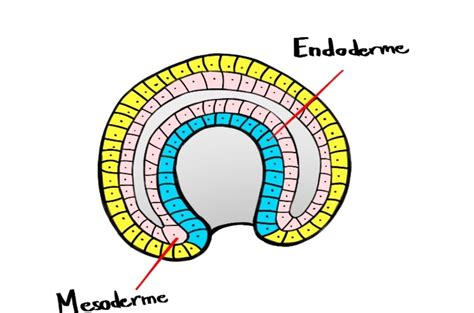 O Papel Do Mesoderma E Endoderma Na Formação Do Embrião