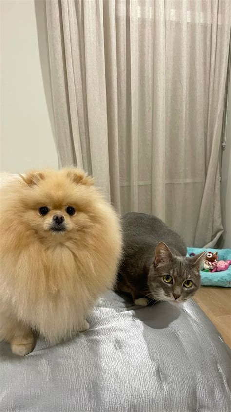 Pomeranian And Cat Pomeranian And Ragdoll Two Fluffy Pomeranians On