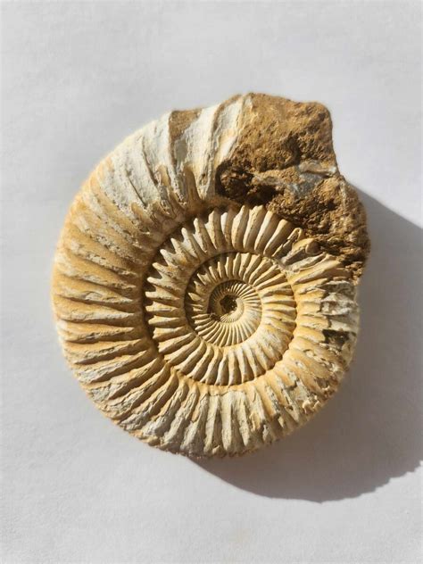 Perisphinctes Sp Member Collections The Fossil Forum