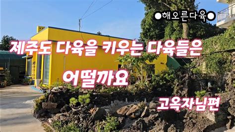 제주도 다육이는 얼마나 이쁠까요다육식물 다육이 Youtube