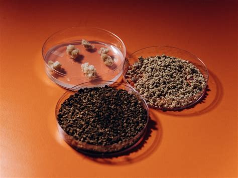 Israels Pluri Raises 65m Agrees To Acquire Cell Based Chocolate Maker Kokomodo