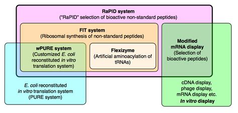 Molecules Free Full Text Technologies For The Synthesis Of Mrna Encoding Libraries And