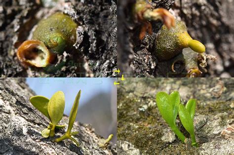 이름순 계절별 꽃색으로 찾기 붉은겨우살이