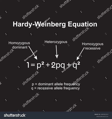 Hardy Weinberg Principle Known Hardy Weinberg Equilibrium Stock Vector