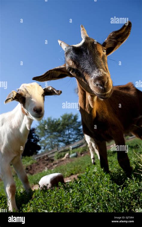 Bock Ziegen Fotos Und Bildmaterial In Hoher Auflösung Alamy