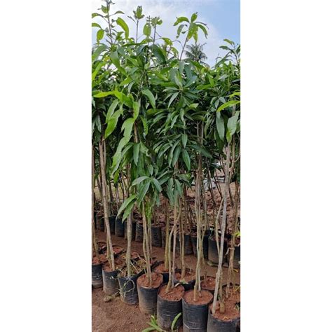 Dasheri Mango Plant At ₹ 129 Plant Mango Tree In Rajahmundry Id 23800046973