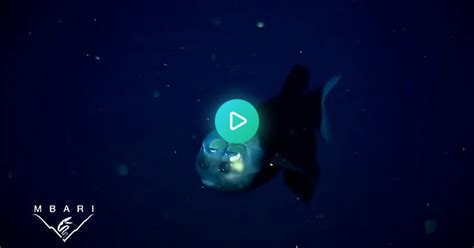 Macropinna Microstoma Thats One Interesting Fish Album On Imgur