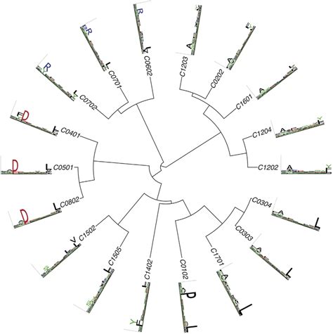 Hierarchical Clustering Of Hla C Alleles Based On Their Binding