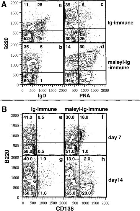 Most Splenic B Cells In Maleyl Ig Immune Mice Show An Activated