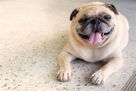 მსოფლიოს 12 ყველაზე ძვირფასი ძაღლი